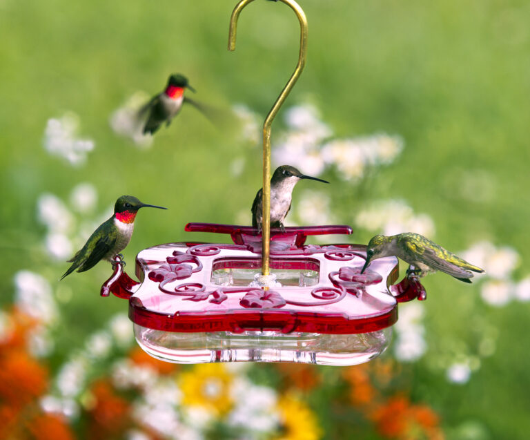 Aspects HighView Square Hummingbird Feeder - Westerly, RI - Westerly Agway