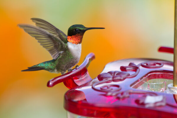 Aspects HighView Square Hummingbird Feeder - Westerly, RI - Westerly Agway