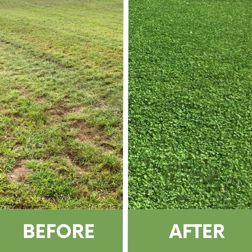 Flawn Seed Kits Micro Clover Eco-Friendly Seeding Kit (Up to 500 Sq. ft ...