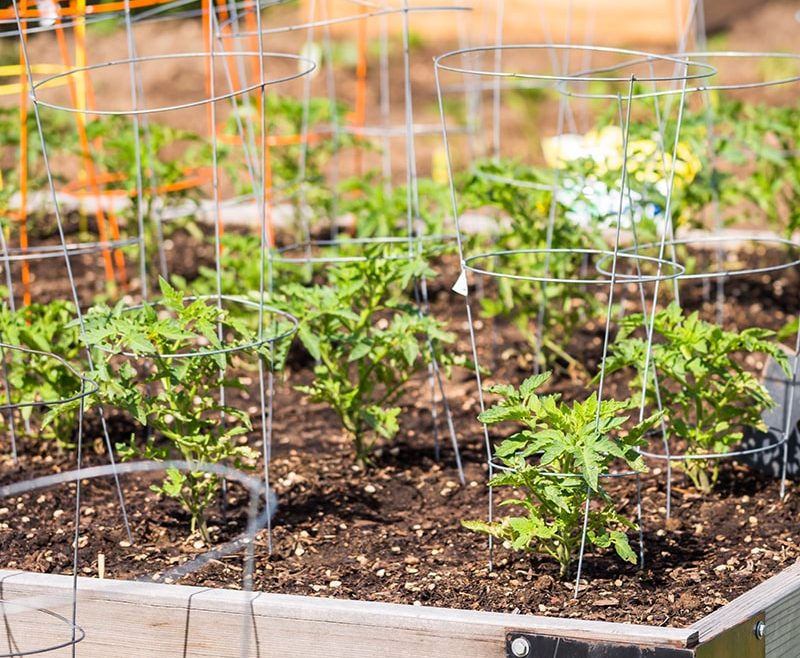 Glamos Wire Colorful Heavy Duty Round Plant Supports Tomato Cages ...